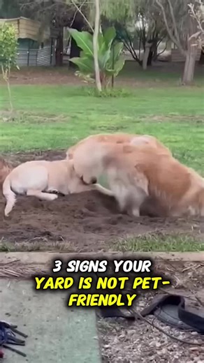 🐾 If your dog tracks mud inside, digs holes, or leaves brown spots behind, your yard may not be as pet-friendly as it should be. As the #1 pet turf, we help create clean, durable outdoor spaces designed for pets—without the mess, constant maintenance, or muddy paws. Learn more about Pet Turf: https://smartturf.com/pet-turf #smartturf #microban #petturf #petfriendlyturf #petfriendlyyard 📽️: