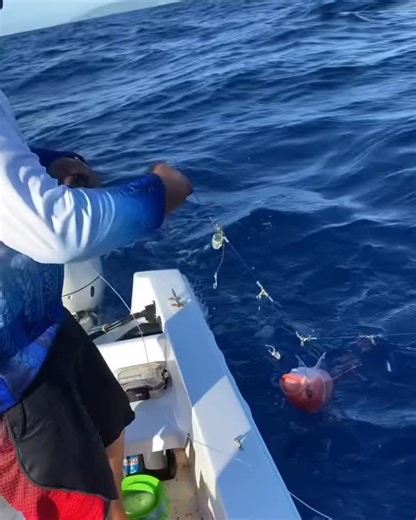 Fishing in the VI on Instagram: "Deep drop Snapper Fishing #fishinglife #fyp #snapperfishing #fish #saltlife"