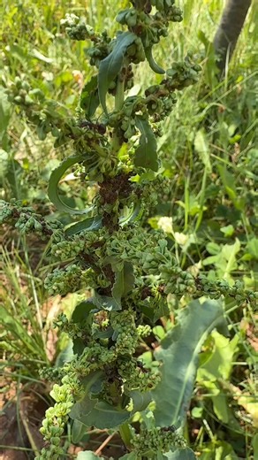 How to Get Rid of Aphids and Ants on my Plants? | Gardening Secrets