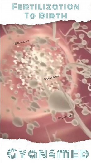 Fertilization to Birth journey