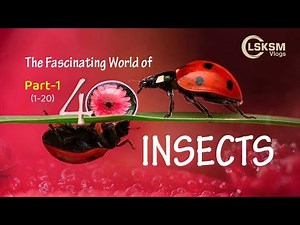 The Fascinating World of Insects (Part-1)