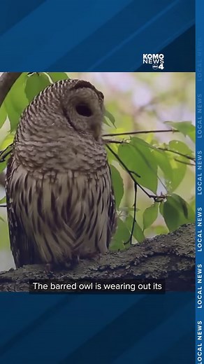 3K views · 32 reactions | To save the imperiled spotted owl from...