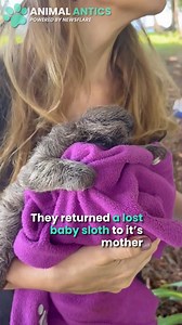 They returned a lost baby sloth to it's mother 🥰 | Animal Antics