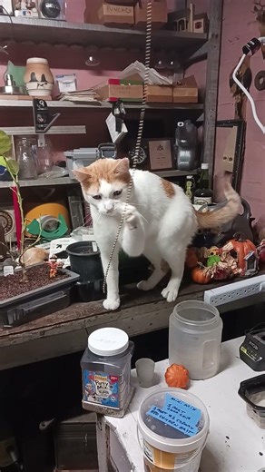 Happy 2026 New Year!#bonsai Kevin#Mr.Elephant and family