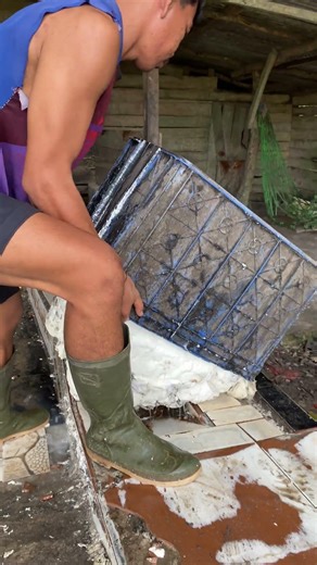 #shorts #panengetahkaret #petanikaret #viralshort