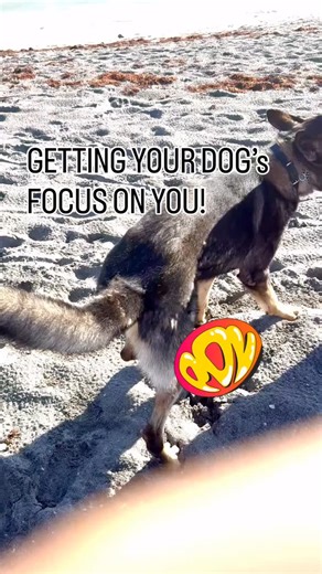 Getting  your dog’s focus on you is paramount!!! Always! Fonzie...