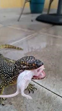 Monitor Lizard eats mice (Warning Live Feeding)