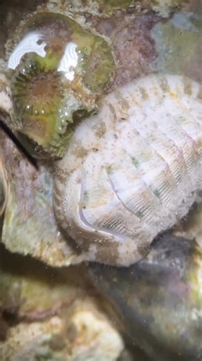 5.2K views · 22 reactions | #DYK we have chitons in NC? These mollusks have 8 overlapping shell plates on their back. The ones you may have seen elsewhere on rocks in the intertidal are typically bigger, but here we have these tiny cute ones! #marineinvertebrates #mollusks #mollusk #chiton #northcarolina | Marine Invert Girl | Facebook