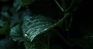Super Slow Motion Close Water Drops Stock Footage Video (100% Royalty-free) 3585300015 | Shutterstock