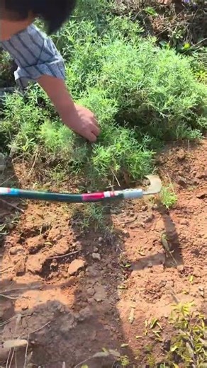 Reviving the Past: How Many People Still Use Sickles for Grass Cutting