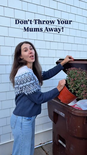 394K views · 28K reactions | And yes, you can plant your mums in the ground even if it’s mid-late fall, and even if they’re a little bit crispy. Mums can be grown as perennial plants in many growing zones. Keep in mind that your mums will need a little supplemental watering to get established over the next few weeks unless you’re getting rain in the forecast. Here’s how to plant yours! #fallplanting #mums #fallgardening | Blueacre Garden | Facebook