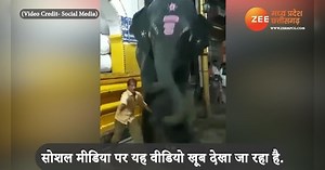 no mask no entry elephant slam man without mask viral video ngmp | नो मास्क, नो एंट्री! बिना मास्क के देखा तो हाथी ने शख्स को उठाकर फेंका, Video वायरल | Zee News Hindi