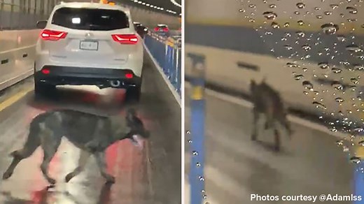 Taylor Swift receives honorary degree from NYU, delivers commencement speech to class of 2022