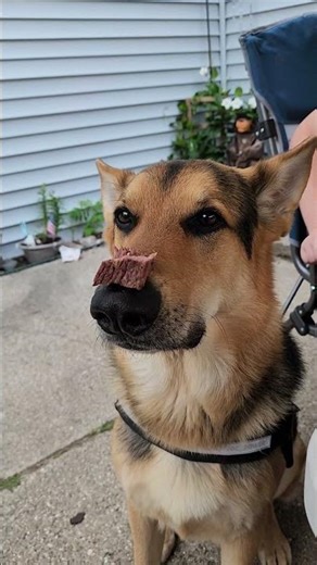 Dog rather play catch #dogtricks #germanshepherd #dogtraining