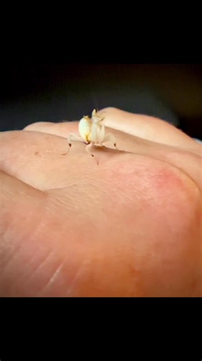 🕷️ Hand-raised with love, waiting for their next enchanted home. #captivebred #jumpingspider #mantis #blackhills #exoticplants #plantsmakepeoplehappy #LittleBeasts | Tiny Beasts & Botanicals