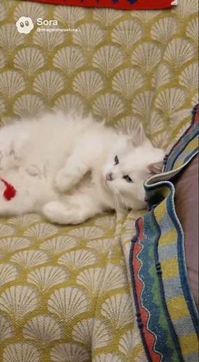 🎭 Dramatic Albin 😹💫