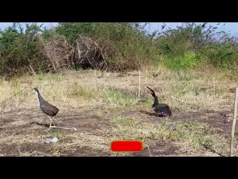 Crazy Bird Movement in the Jungle – Never Seen Before