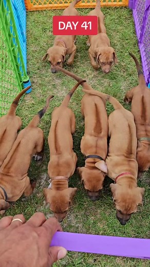 they got the hang of it! #rhodesianridgeback #puppies #puppytiktok #puppy #doglover #dogsoftiktok #puppylover #ridgeback