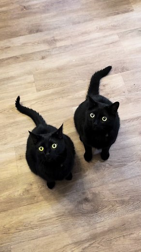 Understanding the Kiki and Bouba Effect in Black Cats
