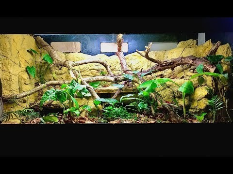 Bioaktives Königspython Terrarium (DIY Vivarium)