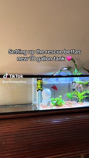 Rescuing Betta Fish: Setting Up a 10 Gallon Tank