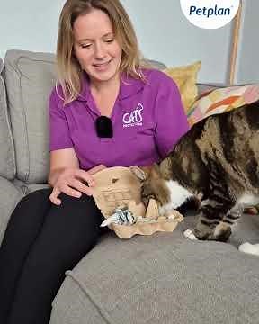 Petplan & Cats Protection - Entertaining Your Cat