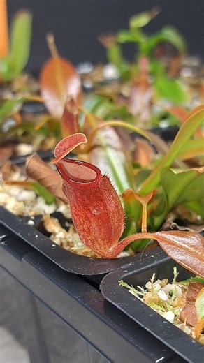 Carnivorous plant feeding time!! A bit more tame feeding the baby nepenthes though 😂. I made this flat of nepenthes Gaya about 2 and a half months ago. This is the first time the dome has been taken off. And the plants traps were popping open and ready to trap food. Now, the traps are pretty small, and as were in winter theres not many insects around. So they get a bit of fish food to supplement. All the cuttings that didn't take, I simply plucked out. Can't wait to see these baby plants grow i