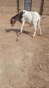 AAT INTEGRATED FARM has good, healthy white rams available for sale. Our rams are well-raised under excellent conditions to ensure premium quality for breeding, festive purposes, or resale.📞 Contact us now at 08119804975 for inquiries or to arrange a visit.Tagging relevant groups:#AATIntegratedFarm #WhiteRamsForSale #LivestockMarket #FarmersHub #RamsForSale #CattleAndSheepTraders #LivestockAndFarmSupplies #FarmersAndBuyersNetwork #AgribusinessHub #RuralFarmersGroup #SheepAndGoatMarketplace #Liv