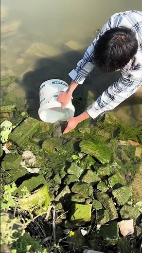 The process of catching soft shelled turtle with a plastic bucket