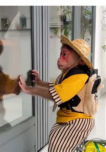 Monkey Lily 🐒 (@monkeylily_)’s videos with original sound - Monkey Lily 🐒