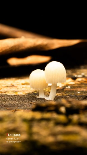 17K views · 190 reactions | See beyond the naked eye — 65mm T2.9 2× Macro Cine Lens 聯 Every wing, every antenna, every tiny movement tells a story. Light and shadow reveal hidden textures, turning even the tiniest creatures into your canvas. #newarrival #officialrelease #7Artisans #7artisansnew #7Artisanscine #INFINTE #MacroLens #MacroCinematography #65mmT29 #cinelens | 7Artisans | Facebook