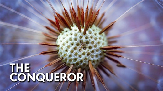 Dandelion: The Plant that Conquered the World
