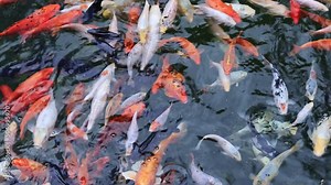 Koi Cyprinus carpio haematopterus. Bright colorful fish in the pond. Fish feeding