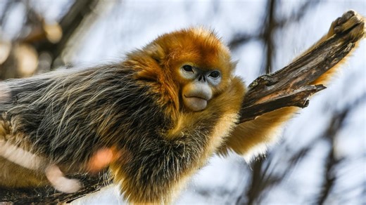 Two more reserves in China join UNESCO world biosphere network