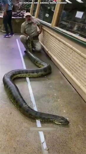 కింగ్ కోబ్రా, ఏదైనా విషపూరిత పామును చూసినప్పుడల్లా!