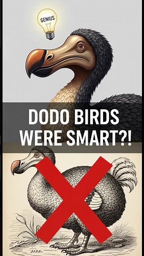 The Hilarious TRUTH About the "Stupid" Dodo Bird! #shorts #DodoBird #WeirdFacts