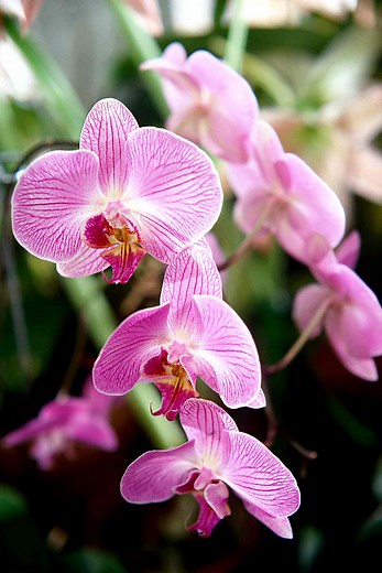 15 Non-Toxic Plants for Dogs and Cats for Greenery Without Worry