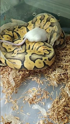 Superfly Chocolate Orange Dream Ball Python Feeding Spree: Watch the Feast!