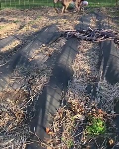 22K views · 680 reactions | Look at Hemingway go!!!! What a difference just a few weeks can make: Hemingway has gained 18 lbs! | Cincinnati Animal CARE | Facebook