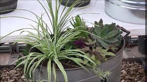 2.6K views · 54 reactions | Daisy’s & Dirt, 571 CR 24, that is 1 mile...