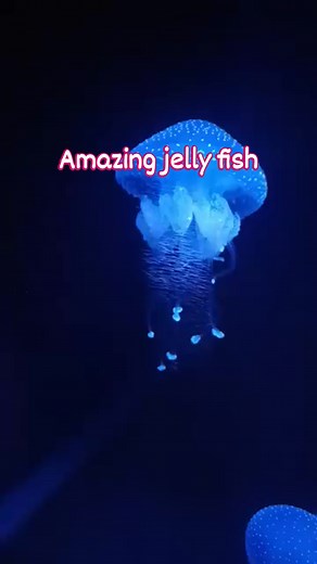 Jelly fish #travelblogger #aquarium #rawvideos #followerseveryone | Winston Louie Aquino