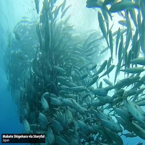 HOW COOL! A scuba diver captured this "fish tornado" where a large group of bigeye trevally created this swirling underwater column near Japan. STORY: https://bit.ly/3wnAo3o | FOX 13 News - Tampa Bay