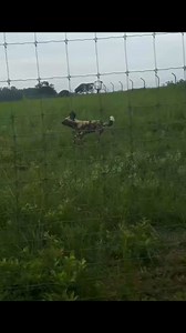 13K views · 326 reactions |  Les « chiens sauvages » (lycaons africains) du parc de la Lékédi Le parc de la Lékédi, situé près de Bakoumba dans le Haut-Ogooué, a pris une initiative remarquable : la réintroduction des lycaons africains (ou chiens sauvages), une espèce disparue au Gabon depuis 25 ans.  Koen Betjes | Nery'w TV | Facebook