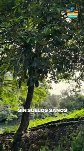 Hoy 3 de julio, Aguas de Buga se une a la conmemoración de dos fechas clave para la salud del planeta: el Día Internacional Libre de Bolsas Plásticas y el Día Internacional de la Conservación del Suelo. | Los Ojos de Buga