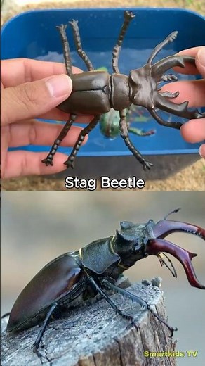 Learn Insect Names for Kids | Insects for Toddlers #animalsforkids #preschoollearning #shortskids