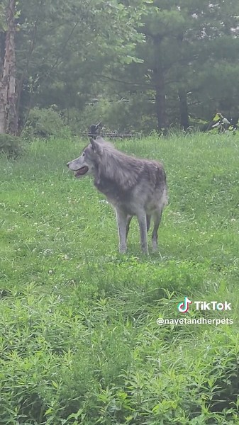 Michigan Grey Wolves: Beauty of the Wild