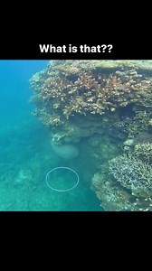 62K views · 304 reactions | AND DOES THAT HUMAN HAVE 4 LEGS?? ;) Our family was swimming in the ocean when all of a sudden we saw.. A MERMAID BUBBLE!! Have you seen on of these? They are confusing and magical at the same time. Our family is obsessed with them. How about horizontal?? Stay tuned ;) Manilla has something amazing to show you later this week @thebucketlistfamily X @miavana_ | The Bucket List Family | Facebook