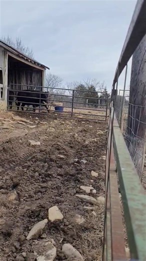 #13 has jumped and bent more fences than all our cows combined. She has lead Jason, Aidan and me on a couple several hour chases. We had 1 failed load attempt about 6months ago and she never let us get close to her again after that! We knew we had one shot and one shot only at this load out for the locker. We told the kids if you help load her we will fill your freezers. Needless to say thanks to all their help their freezers will be stocked this year! Attempt #2 successful team Lockhart for the