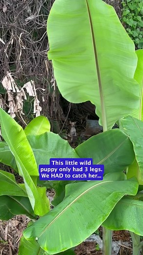 Rescuing Candy: A Tiny 3-Legged Puppy Survives Against All Odds