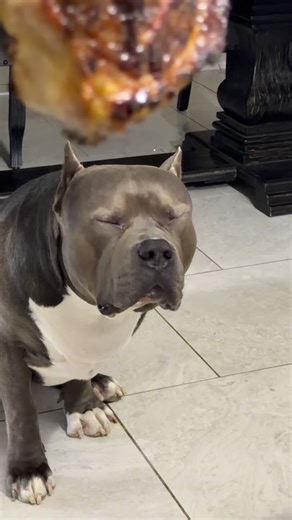 King Gotti 👑 on Instagram: "A bully breed’s love language: STEAK 🥩 locked in, patient, and ready for every bite. #BullyBreed #DogMomLife #BigDogEnergy #SteakTime #Gotti"